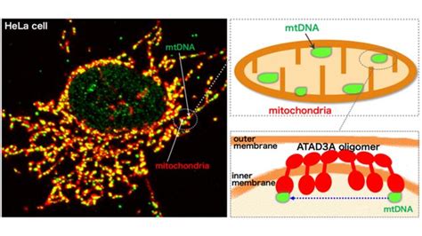 New Insights Into Mitochondrial Nucleoid Dynamics Technology Networks
