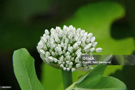 닫힌 양파 싹 알리움 플라워 하얀 꽃이 피는 양파 꽃 머리 정원에서 양파 꽃의 클로즈업 글로브 마스터 알리움을 닫습니다 복사 공간이있는 양파 여름 정원의 재배 농촌 경제