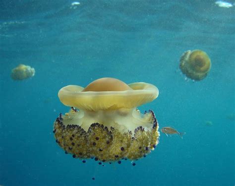 Medusa Cassiopea 07 Biologia Marina Del Mediterraneo
