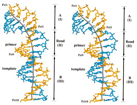 Structure Of The Dsdna Template Primer The Template Strand Is Shown In