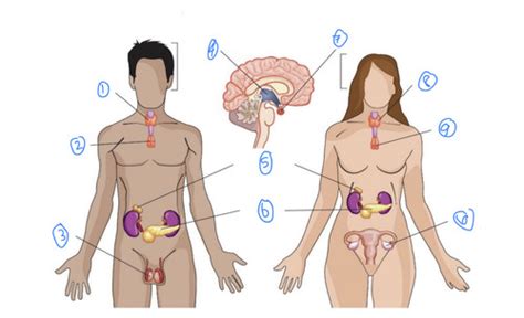 Endocrine System Flashcards Quizlet