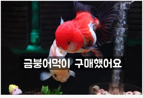 금붕어키우기 금붕어먹이 저렴하게 몇 종류 구매했어요 네이버 블로그