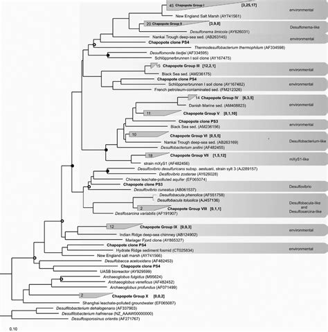 Phylogenetic Tree Constructed From Analysis Of Dsra Nucleic Acid
