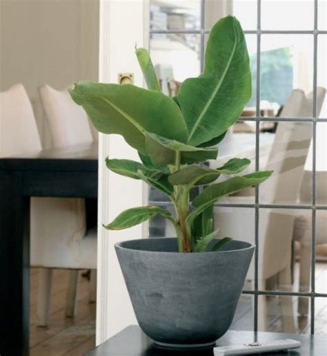 Cavendish Banana Tree Healthy Dwarf Banana Plant Florida Plants Nursery