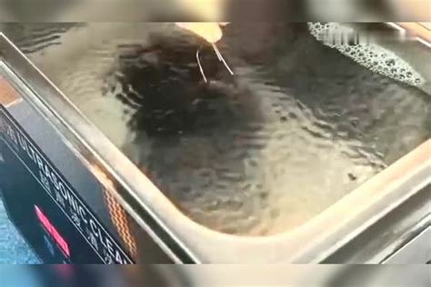 卡地亚满钻手镯没离过手用精密仪器进行清洗大家都被灰尘惊到