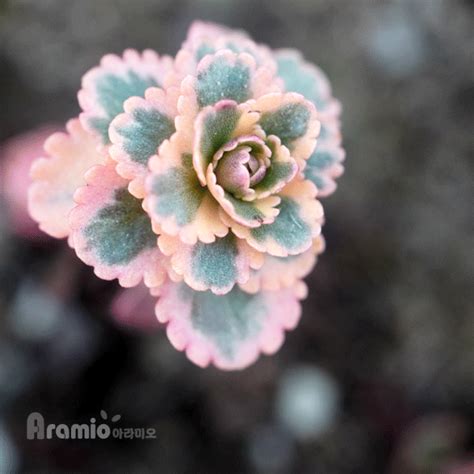 세덤 아틀란티스의 겨울나기