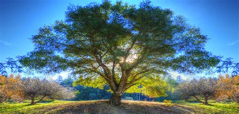 What Is Social Coherence Heartmath Institute