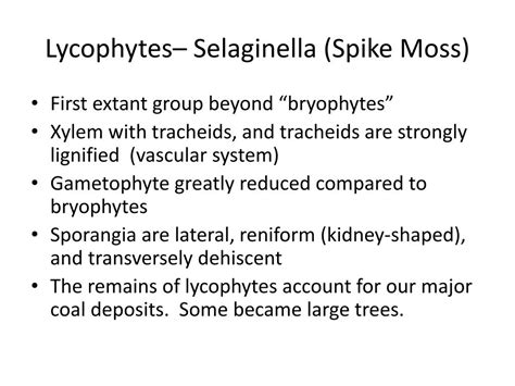 Ppt Lycophytes The Earliest Still Extant Tracheophyte Lineage And Ferns Monilophytes