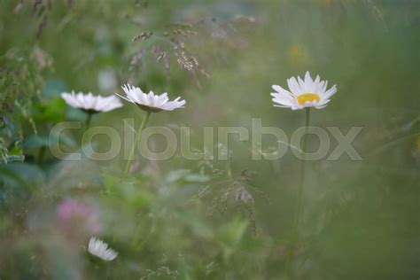 Natur Blomster Blomst Hvid Okseøje Marguerit Stock Foto Colourbox