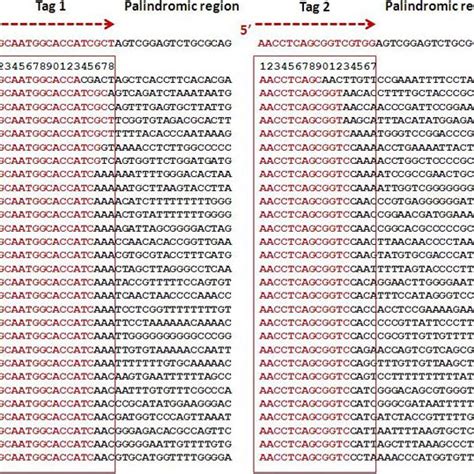PDF Palindromic Sequence Impedes Sequencing By Ligation Mechanism