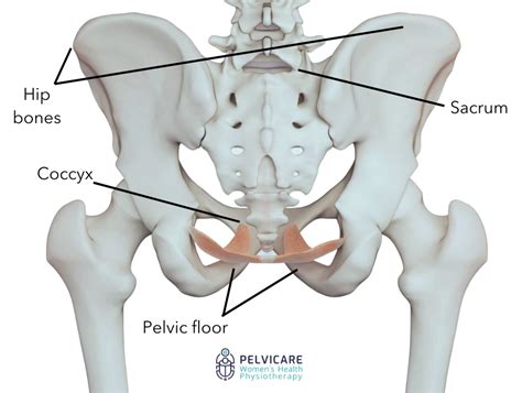Pelvic Girdle Pain What Where When Who Why And How To 49 Off