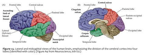 Mapping The Human Brain Neuro Explained In Five Different Levels Lawrence Has Davis