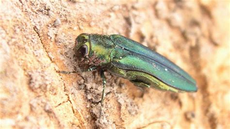 Oregon Reinstated Emerald Ash Borer Quarantine In Washington County