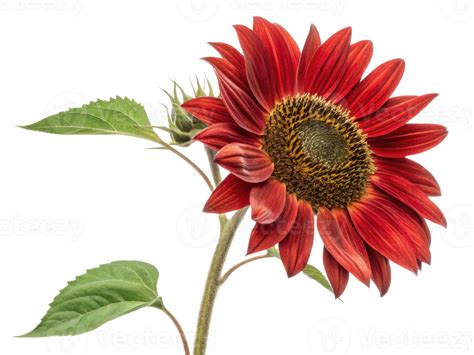 Vibrant Sunflower Stands Tall With Striking Red Petals And Rich Brown
