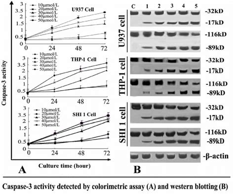 Caspase 3 Activity Detected By Colorimetric Assay And Western Blot In Download Scientific