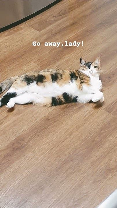 Chelsea Flops Down Anywhere To Chill 😂😂😻😻 Catlife Catlover Funny Youtubeshorts Youtube