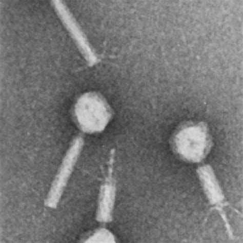 Electron Micrographs Of Purified Mu Phage Particles This Image Is