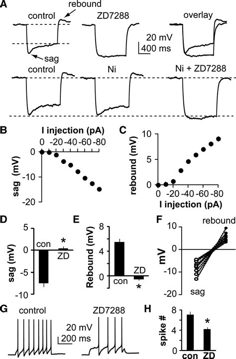 Hyperpolarization Activated Currents In Gonadotropin Releasing Hormone Gnrh Neurons Contribute