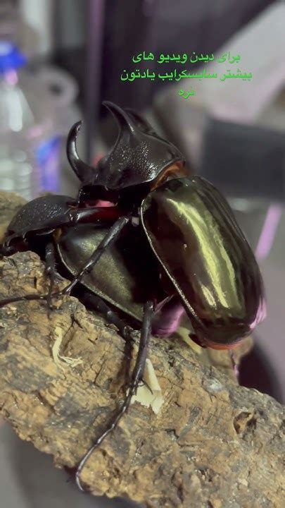 جفت گیری سوسک های کرگدنی سوسک کرگدن بیتل حیوانات جفتگیری Youtube