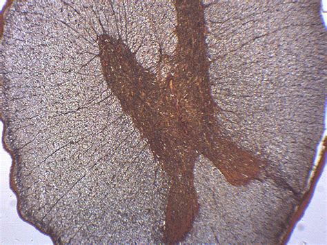 Spinal Cord Cross Section Prepared Microscope Slide Biology