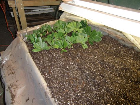 Rooting Rhododendron And Deciduous Azalea Cuttings Murcott Garden