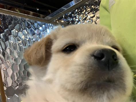 시고르자브종 가을이 강아지 책임분양 ♥ 아이조아 유기방지입양 파양 강아지보호소 고양이보호소 무료분양센터