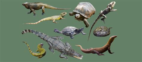 Class Reptilia Examples