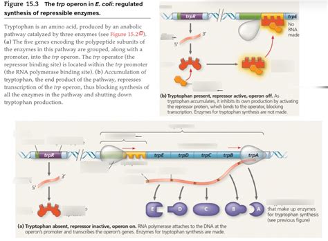 trp operon diagram diagram quizlet