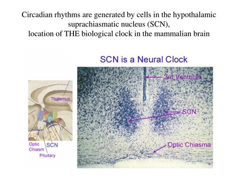 Ppt Nsc 5404 Session 3 Circadian Rhythms And Sleep Wake Cycles Powerpoint Presentation Id