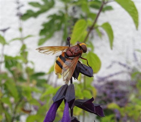 Hoverfly Hornet Salvia Foto Gratis Di Pixabay Pixabay