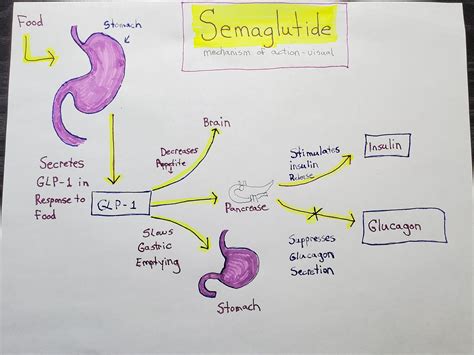 Weight Loss With Semaglutide And How It Works