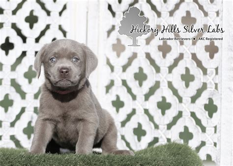 Denali And Huck Litter January 2023 Hickory Hills Silver Labs Washington Indiana