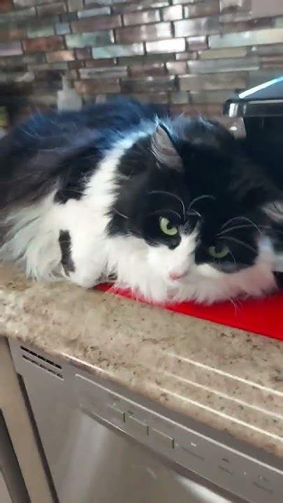 Super Cute Kitty🤗🤗🤗 Youtube