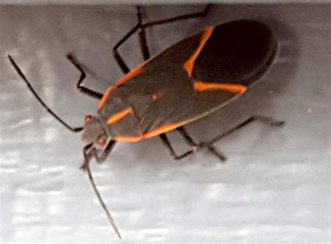 What Eats Boxelder Bugs Natural Predators Revealed Whats That Bug