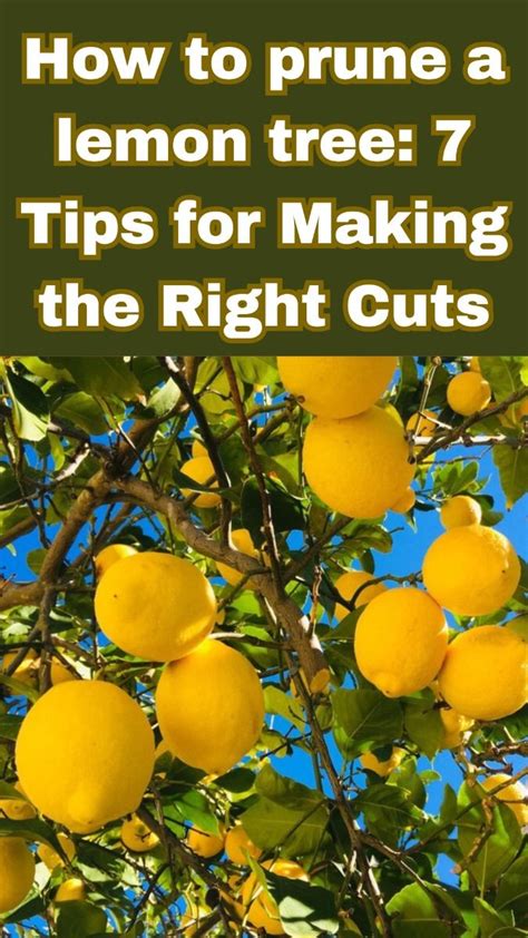How To Prune A Lemon Tree Artofit