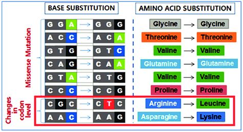 Types Of Substitution Within Dna Binding Domain Iv And V Of Rita Rita