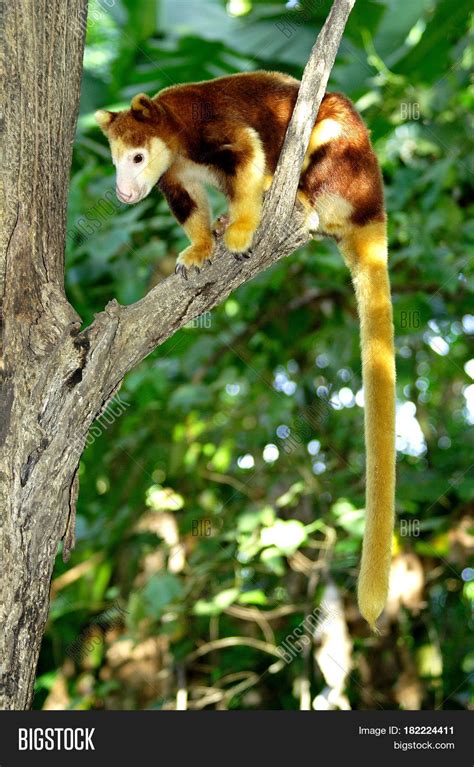 Tree Kangaroo Sitting Image Photo Free Trial Bigstock