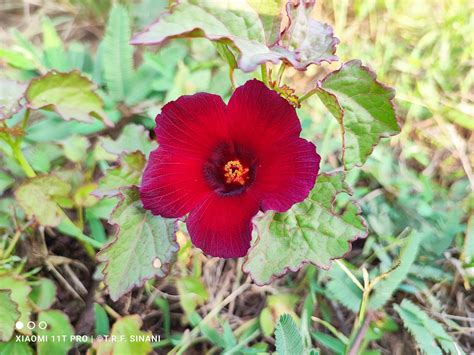 Hibiscus Radiatus Knowyourweeds