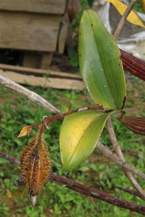 Dendrobium Macrophyllum Orchidaceae