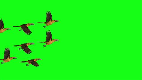 Green Screen Video With Beautiful Birds 17631953 Stock Video At Vecteezy