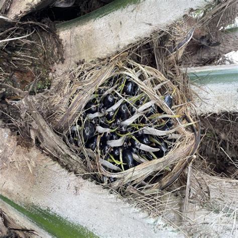 Palm Fruit Detection Object Detection Dataset And Pre Trained Model By Testdrive