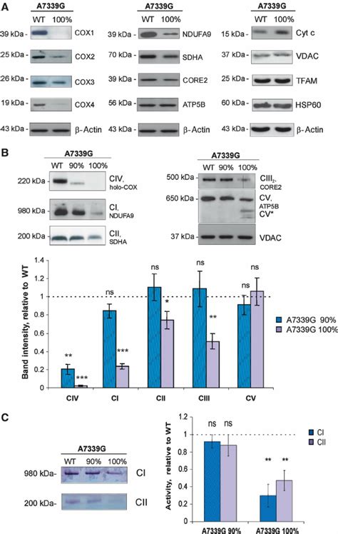 Steady State Levels Of Rc Subunits And Assembled Complexes In A7339g Download Scientific
