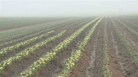 more than 642 000 to oregon state university to build tool that detects plant diseases