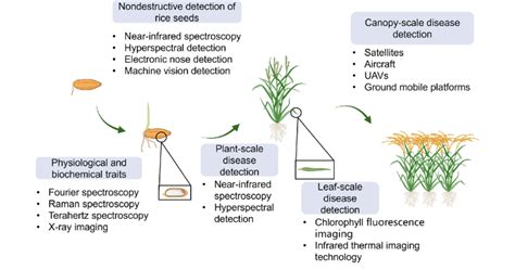 Major Rice Disease Detection Methods By Advanced Technology At Download Scientific Diagram