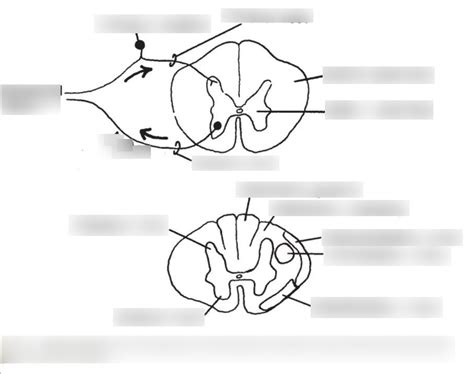 Spinal Cord Subdivisions Diagram Quizlet