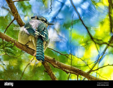 Blue Jay Birds Of Canada In The Canadian Woodland I Met A Bird The
