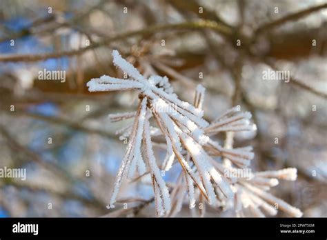 Ice Crystals Formed On Branches And Freeze In All Directions A Richly Textured And Bizarre