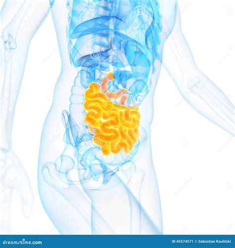 The Small Intestine Stock Illustration Illustration Of Medical 45574571