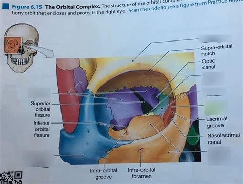 Orbital Complex Diagram Quizlet