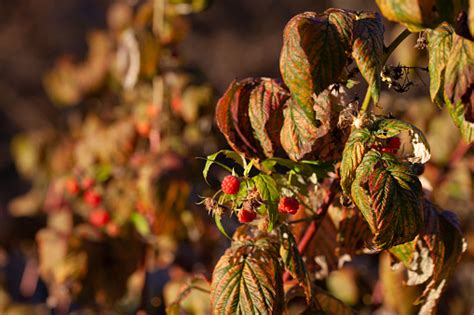 라즈베리 식물 유럽 삼림 지대에서 붉은 과일을 가진 Rubus Idaeus 전통 의학 및 보존 식품을 위해 야생 과일을 수집합니다 가을에 대한 스톡 사진 및 기타 이미지